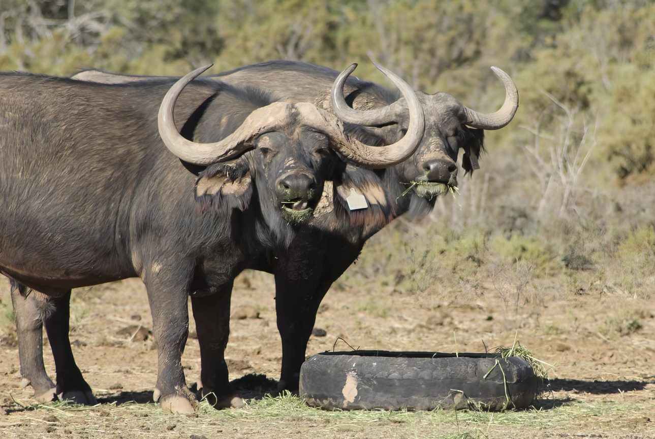Game Drives – Bhejane Game Reserve